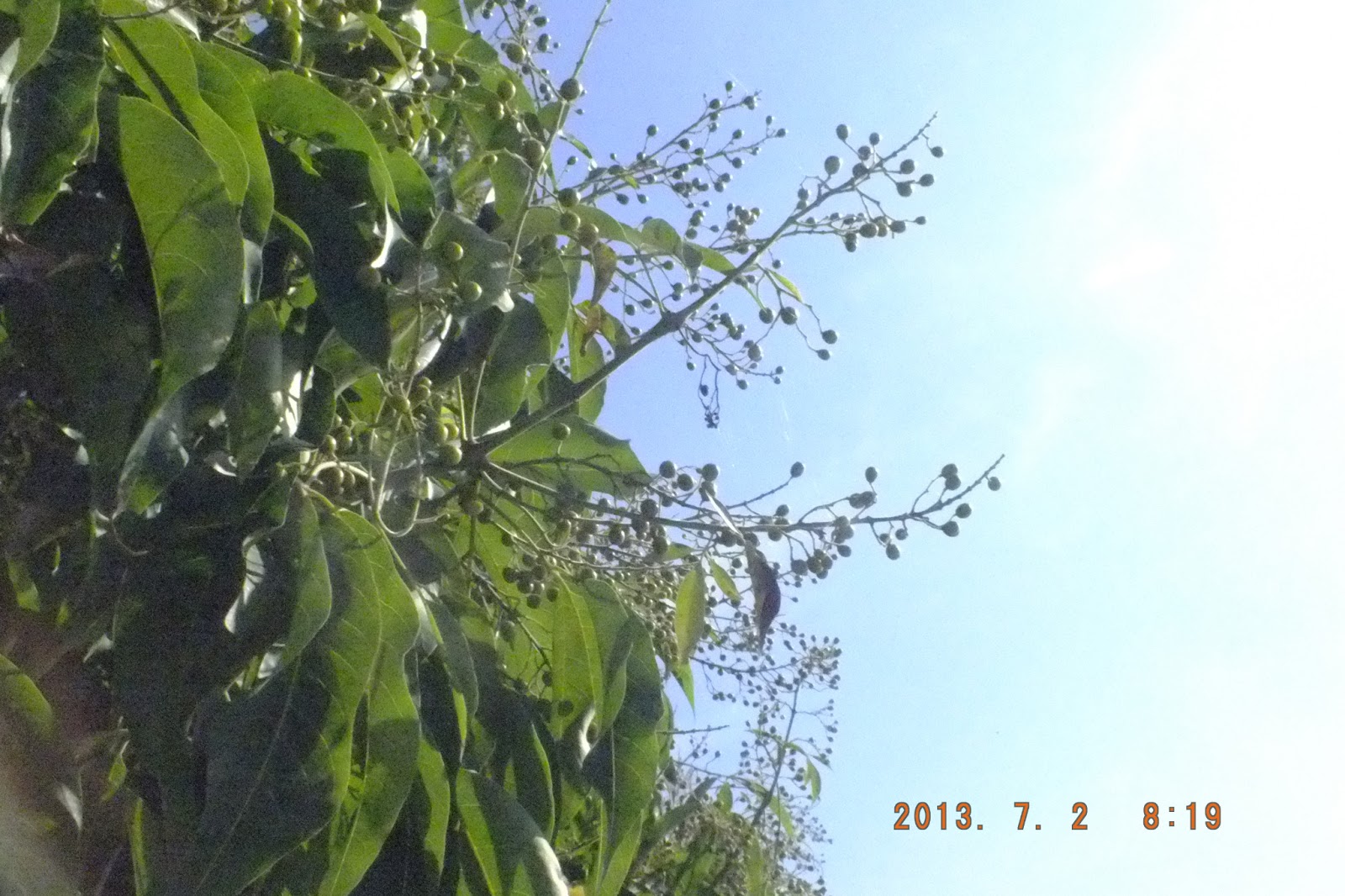 Photography with Dr. Ernie.: Bulaong tree #1 at Clarkfield, Pampanga