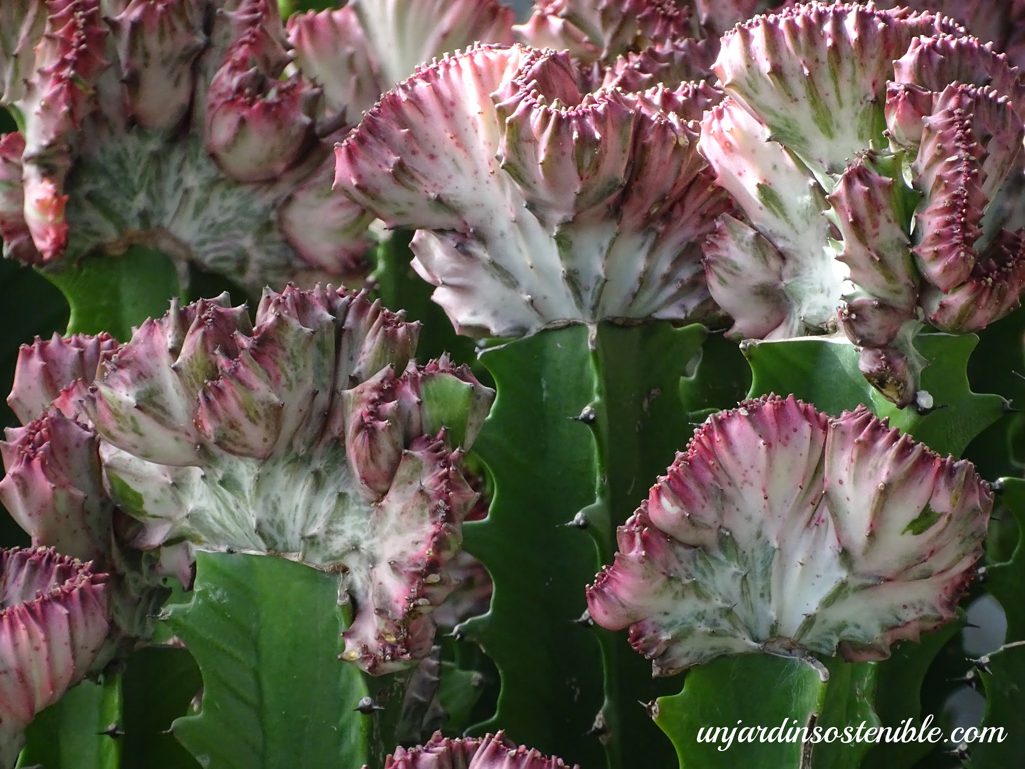 Euphorbia láctea 'Cristata' (Cactus de coral)