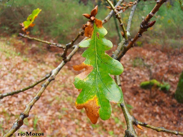 ROBLE: Quercus robur | Plantas rioMoros