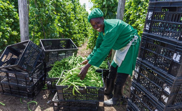 AIBI Allied Farms Products Limited: African Farmers are Putting Great ...