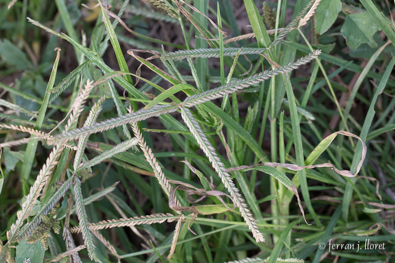Flora de la Ribera d'Ebre: Eleusina índica