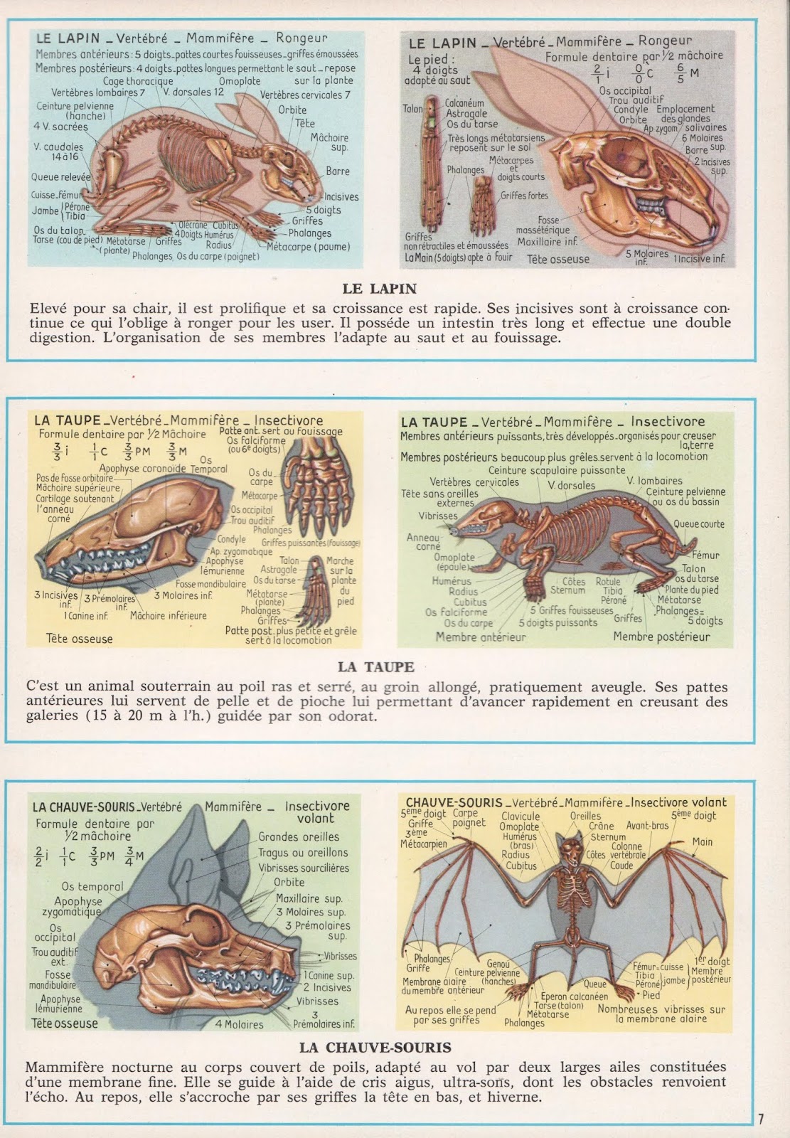 Leçons de choses: Documentation scolaire 116 : Anatomie animale (1972)