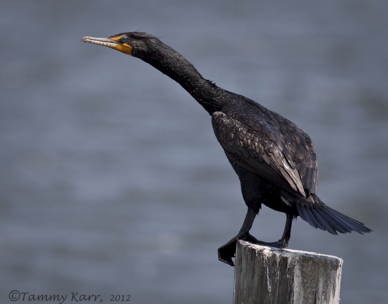 Cormorant Bird Feet