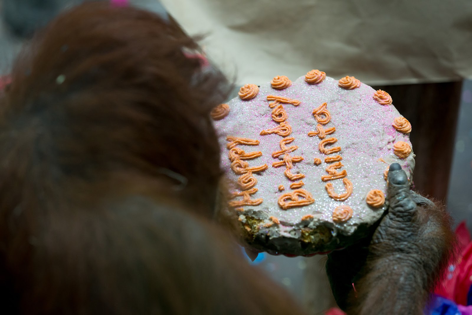 Farewell Chinta: Our Beloved, Eldest Orangutan