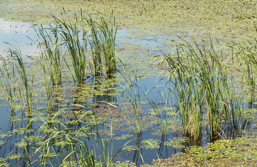 Színnel lélekkel: Nyári rajz II.