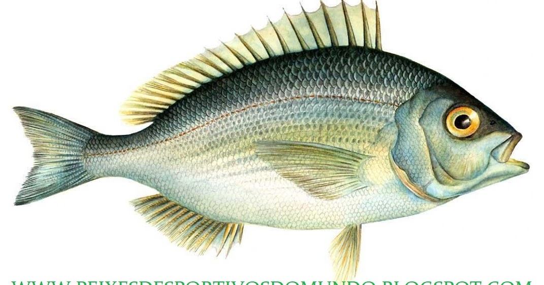 PEIXES DESPORTIVOS DO MUNDO: A CHOUPA - Spondyliosoma cantharus ...