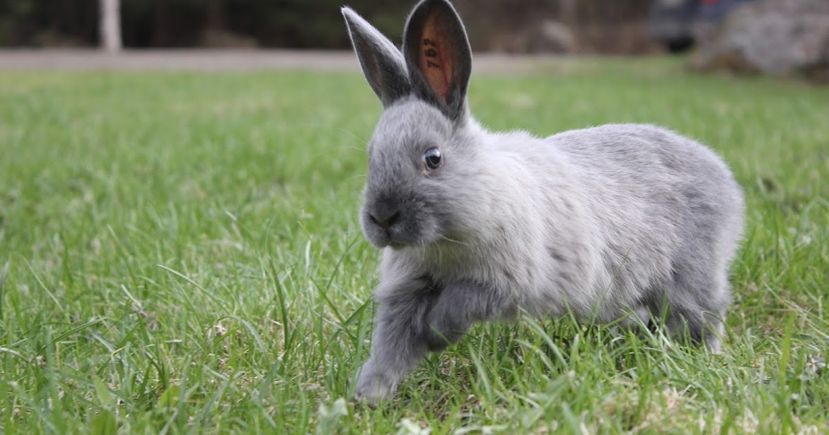 Olivianan kanilan elämänmenoa: Myytävät kanit löytyvät...