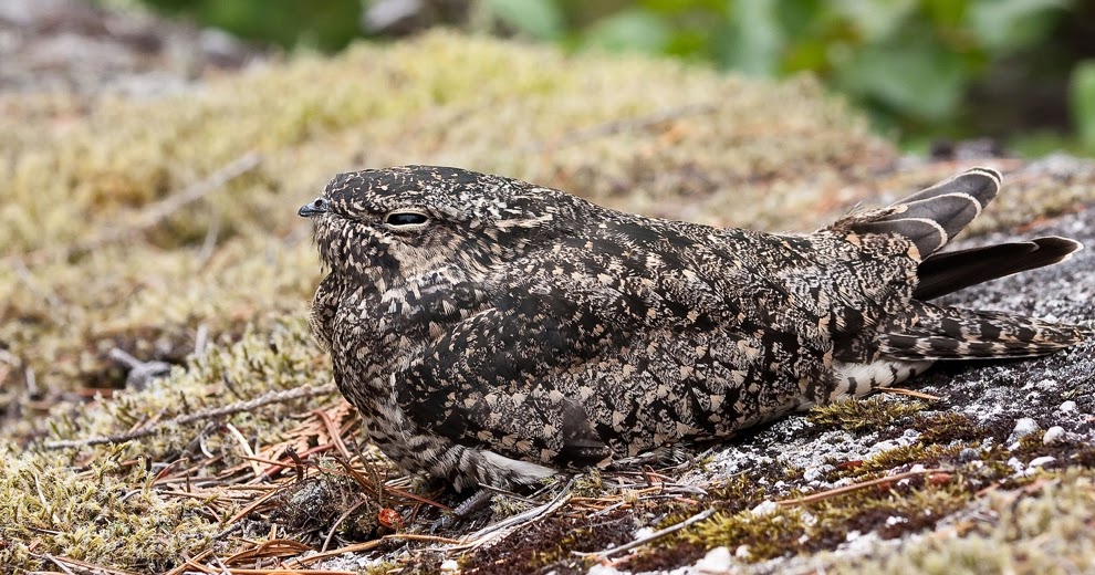 COMMON NIGHTHAWK