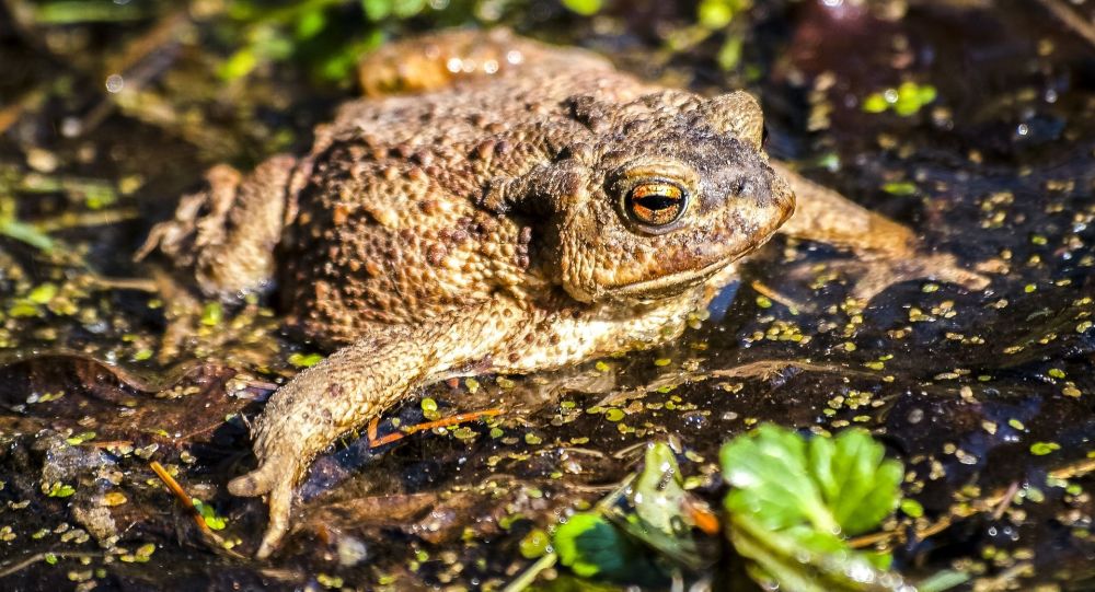 Hallan en Perú un 'sapo humanizado' de 3.800 años que anunciaba la ...