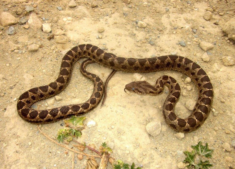 Biodiversity of Cyprus by NGO Protection of the Natural Heritage and ...