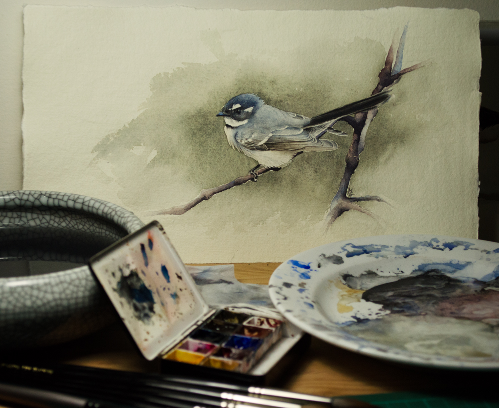 Matteo Grilli Wildlife Art: Grey Fantail