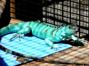All About Reptile's : Jenis jenis IGUANA - part1