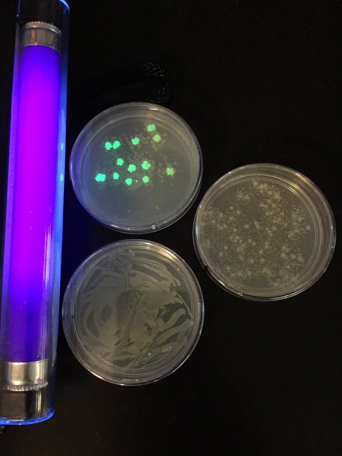 Connor Galvin's Biology Blog: pGLO Lab