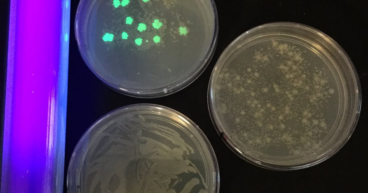 Connor Galvin's Biology Blog: pGLO Lab
