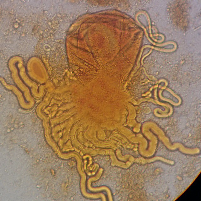 urbanorum: noviembre 2016