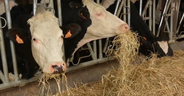Assurer une alimentation équilibrée pour les ruminants nourris de fourrage