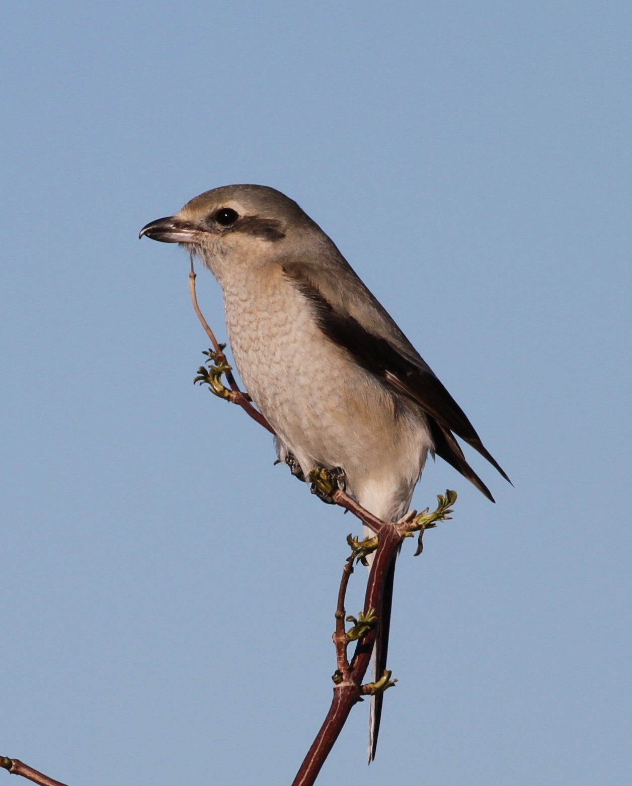 BIRD CRUSHER: Crushing 101, An Introduction