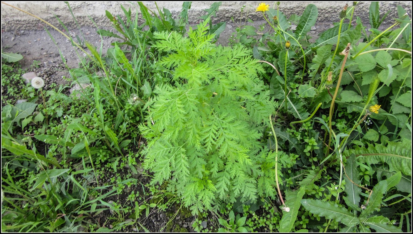 Lumea văzută din Turda: Ambrosie (Ambrosia Artemisiifolia L) si Falsa ...