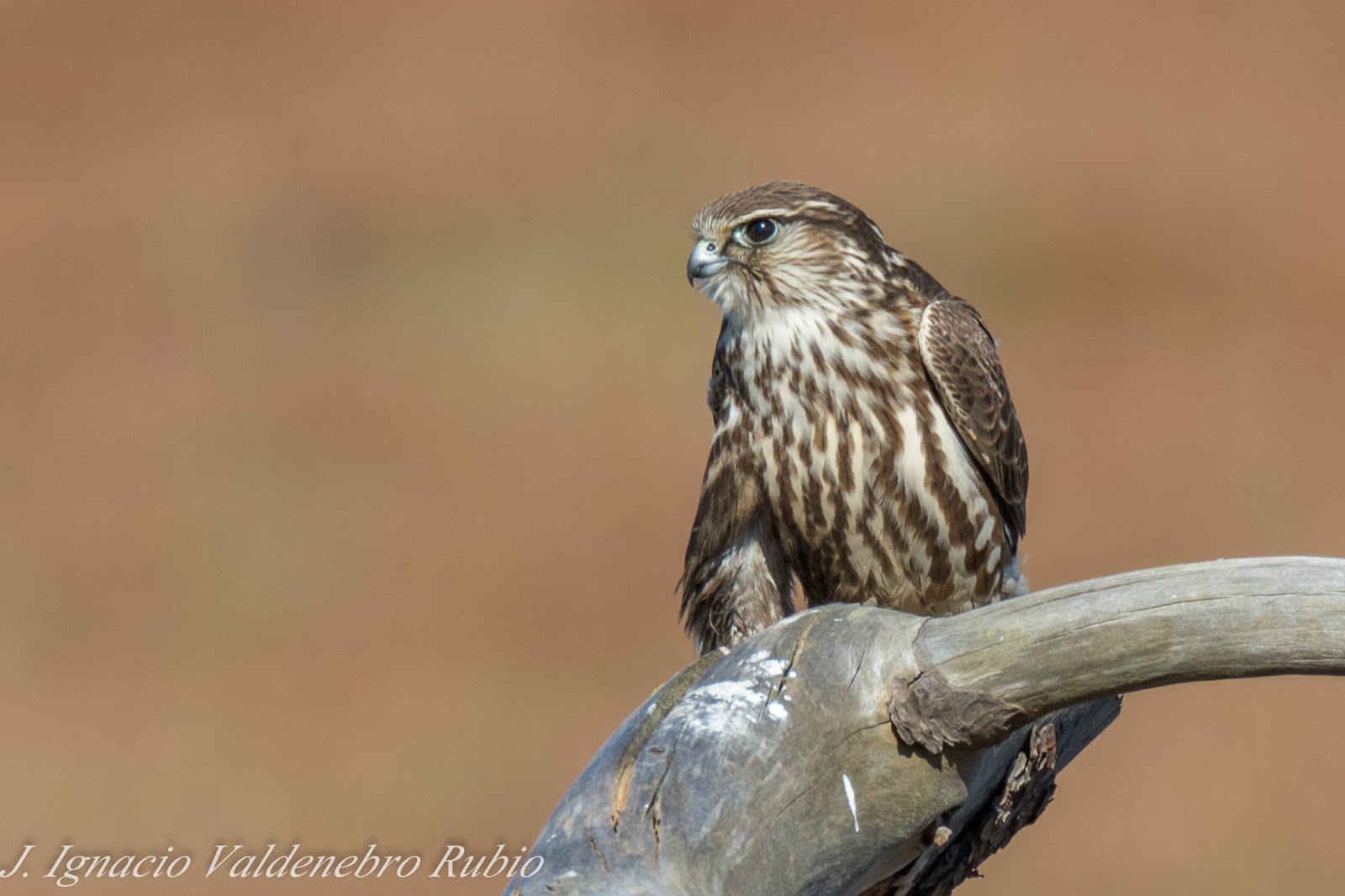 DocNatureBlog: El halcón más pequeño de Europa en Cabo Peñas. Esmerejón ...