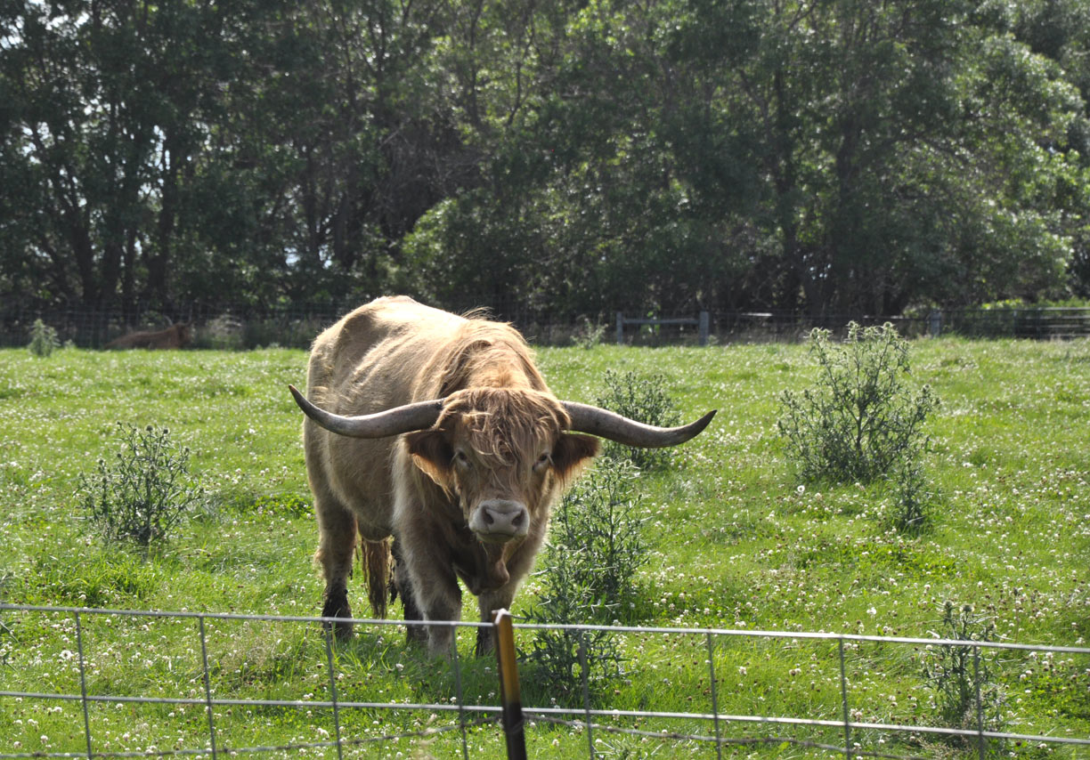 Taken For Granted: Highland Bull