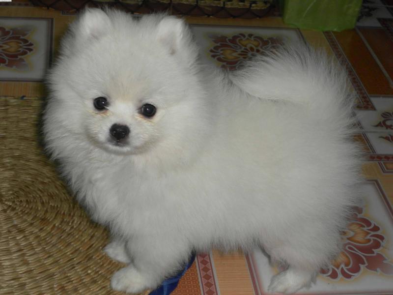 Săm Hình Nghệ Thuật: Chú cún con