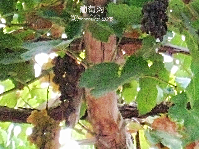 SOoooooUP: TURPAN GRAPE VALLEY（吐鲁番葡萄沟）