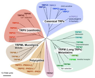 TRP Full form in Medical | What is TRP in Biology ? ~ TechforYouth ...