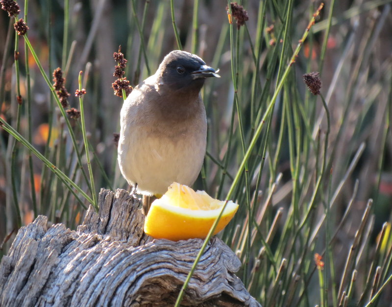 Speel-speel : kransduif