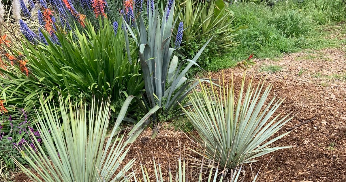 Pennsylvania Street Gardens: Plant Profile: Yucca rigida (Blue Yucca)