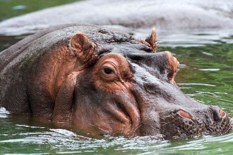 Animales en el Planeta: El hipopótamo común (Hippopotamus amphibius ...