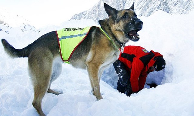 Animalistas Unidos DEL Mundo: Perros de Rescate