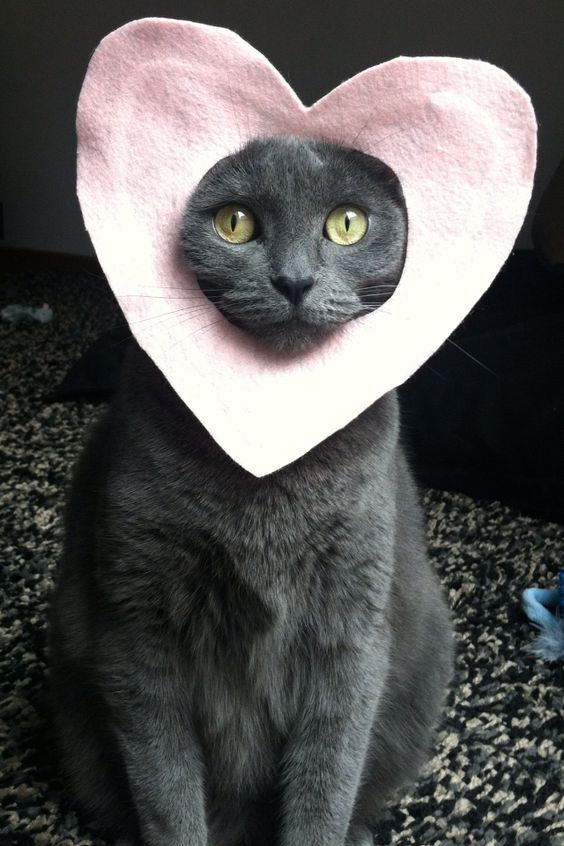 20 Gatitos con corazones para compartir este día de San Valentín