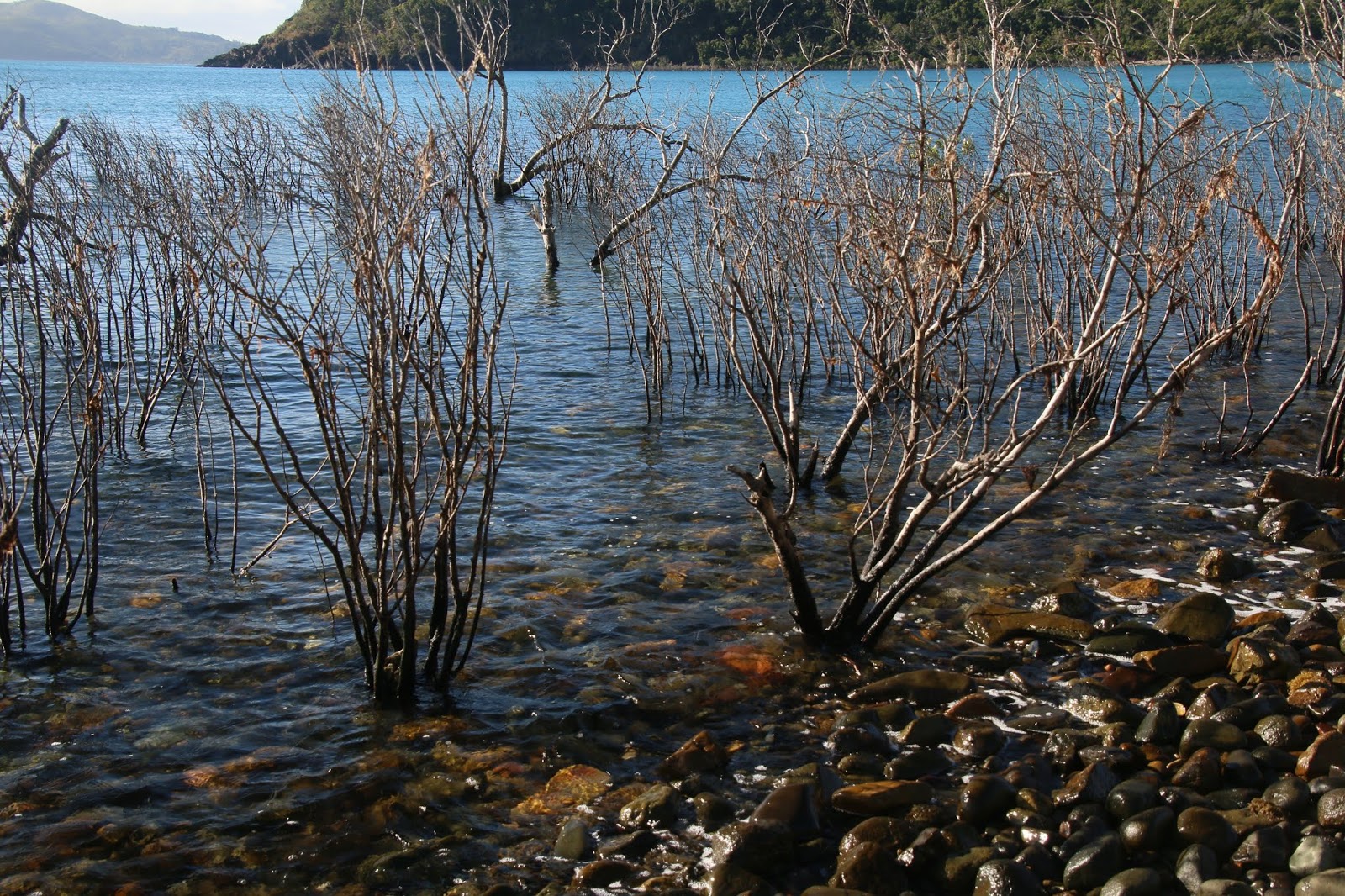 OurTripDreaming: Swamp Bay and Mt Rooper, Conway National Park