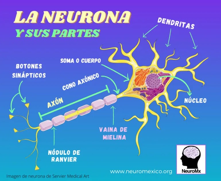 Características Anatómicas de la Neurona