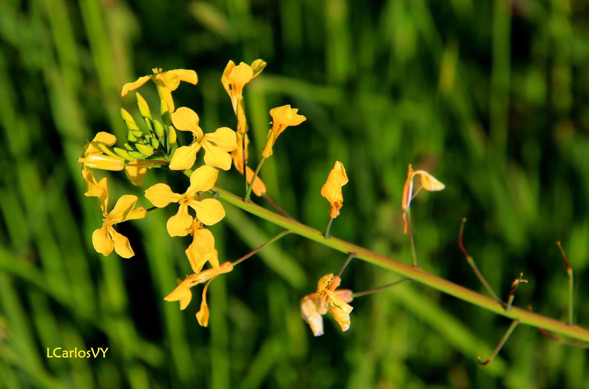 Plantas silvestres de Asturias: Jaramago – Diplotaxis muralis