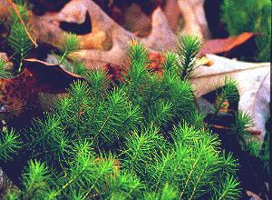 Funa y flora de las Lagunas de Mojanda