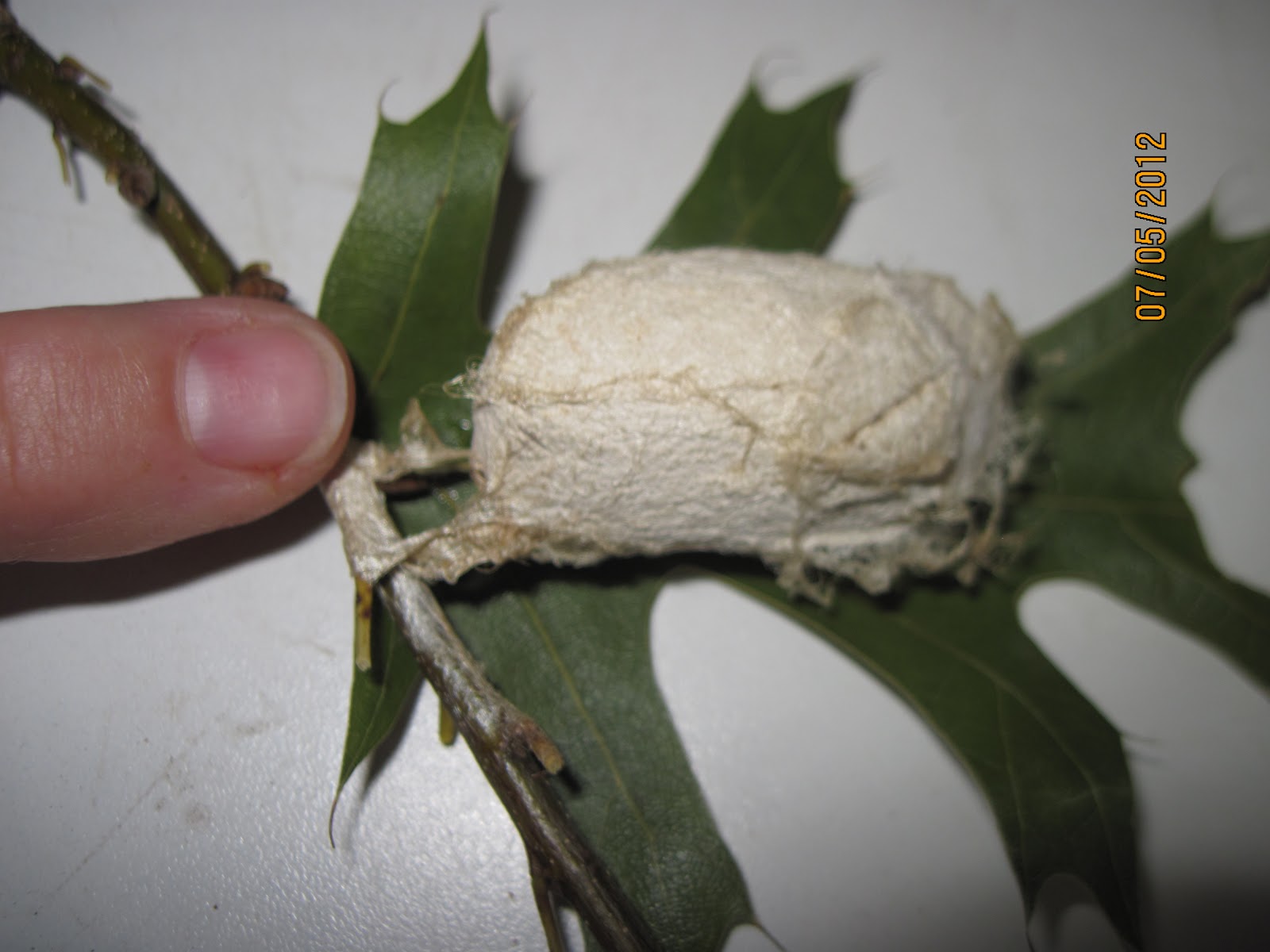 Mother Earth: BIG WHITE SILK COCOON...