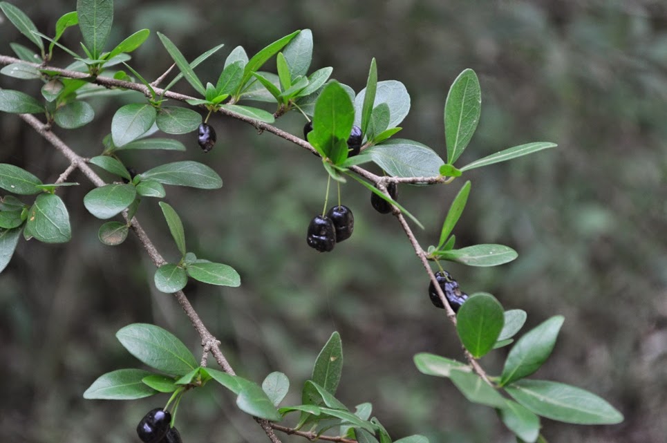 FLORA DE MISIONES Argentina: Chomelia obtusa Cham. & Schltdl. var. obtusa