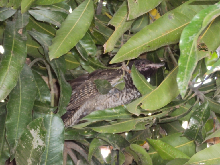 Bird Watch - Juvenile Koel | My Travelogue - Indian Travel Blogger ...