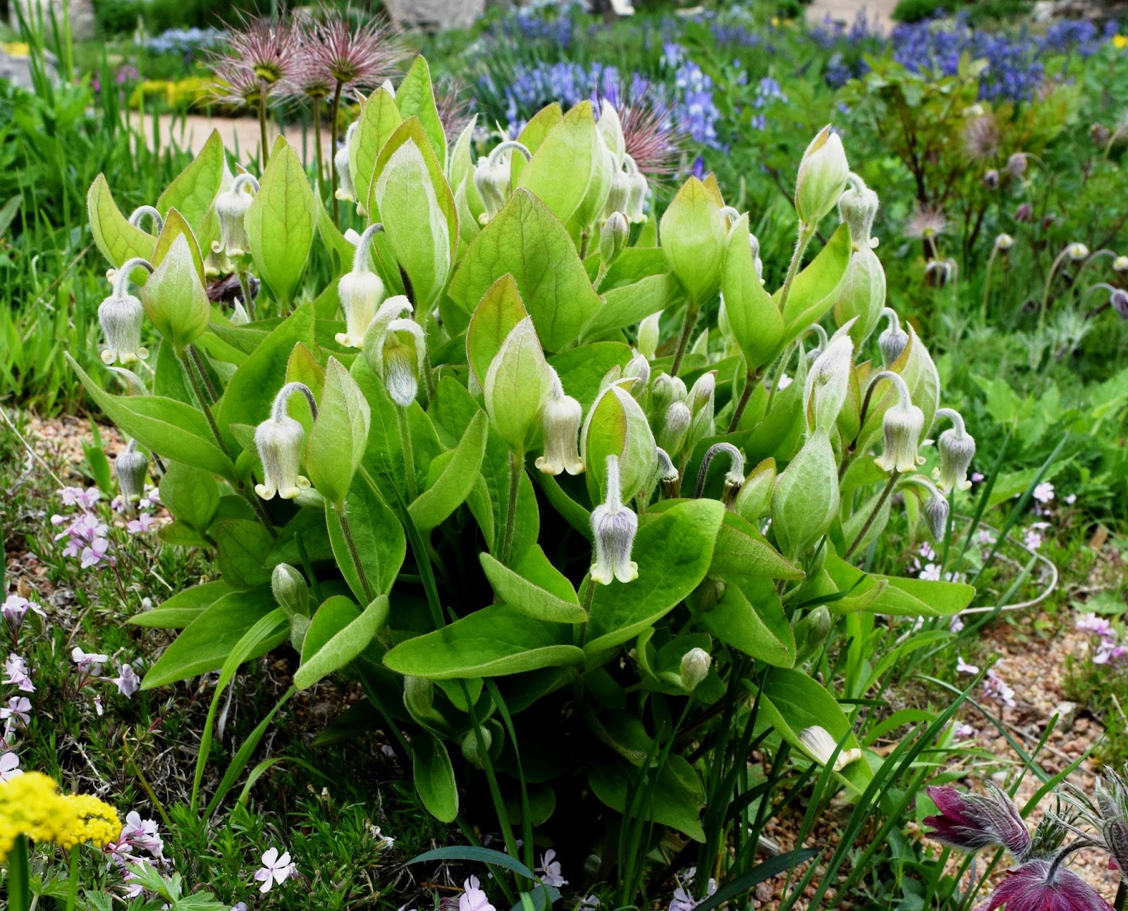 Prairiebreak: Clearly Clever Clematis