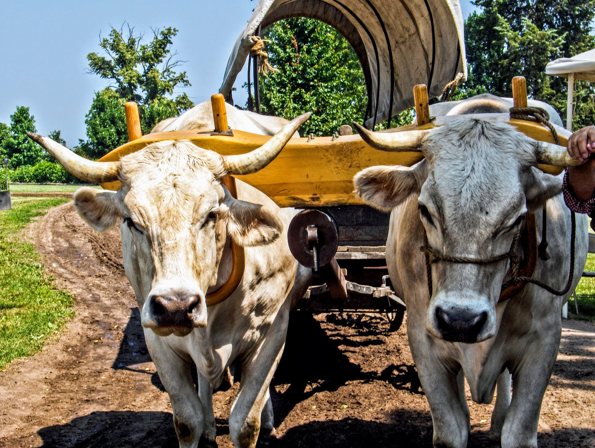 Walking Arizona: Oxen