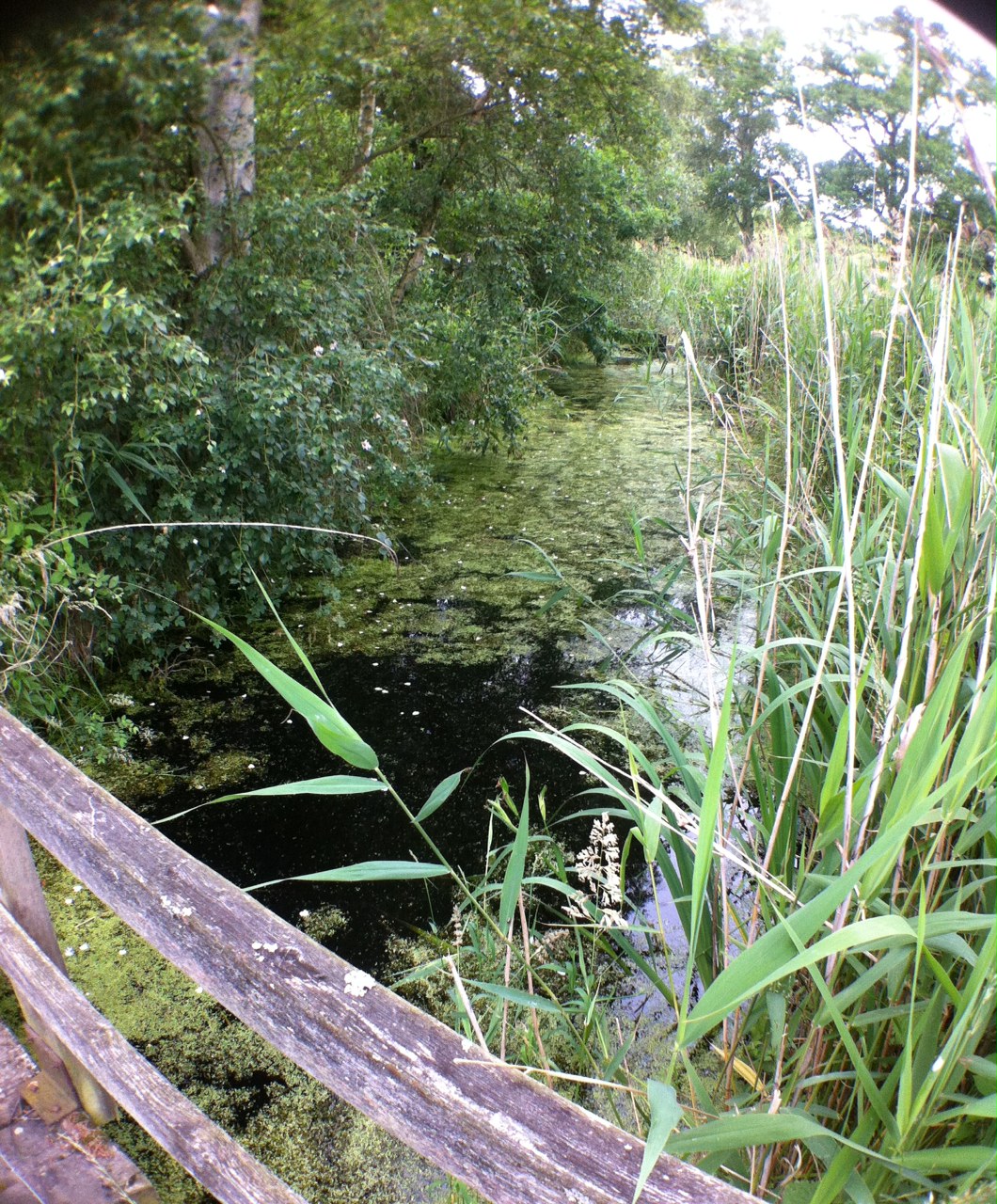 woodwalton fen nature reserve