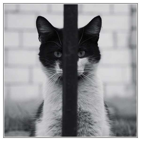 Invisible Cats | sizzerspedia