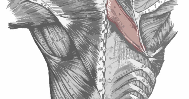 MUSCULOS.XYZ: Músculo romboide mayor