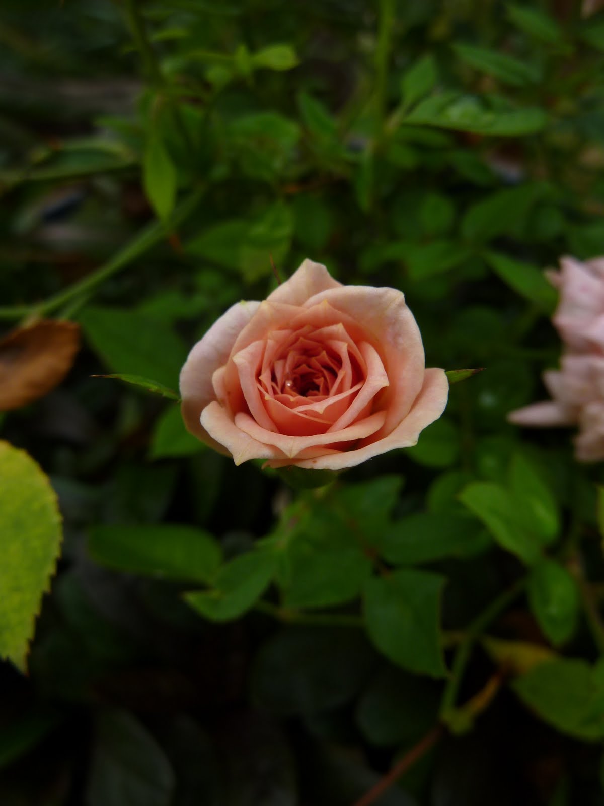 Flat Bottom Flowers: The Name of the Rose