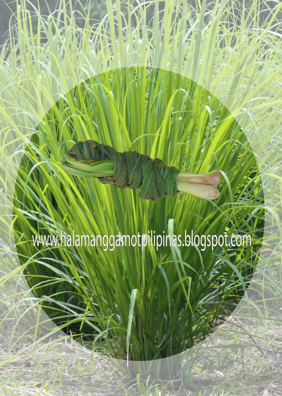 Halamang Gamot (Herbal Medicine): Tanglad - mabisa sa Diabetes, High ...