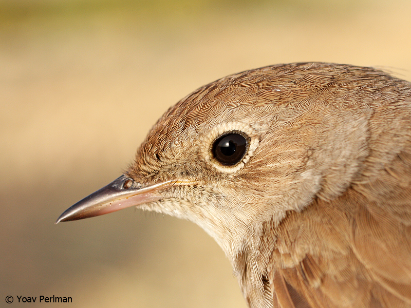 Yoav Perlman - birding, science, conservation, photography: Golden shower