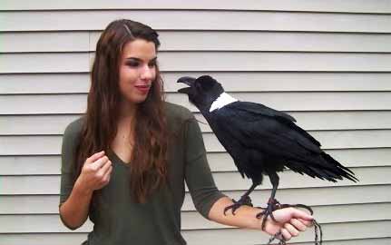 The video of the raven interacting with this beautiful lady has got ...