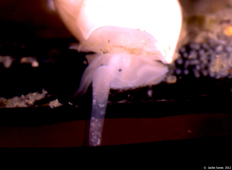 The Natural History of Bodega Head: Elephants in the mussel bed?