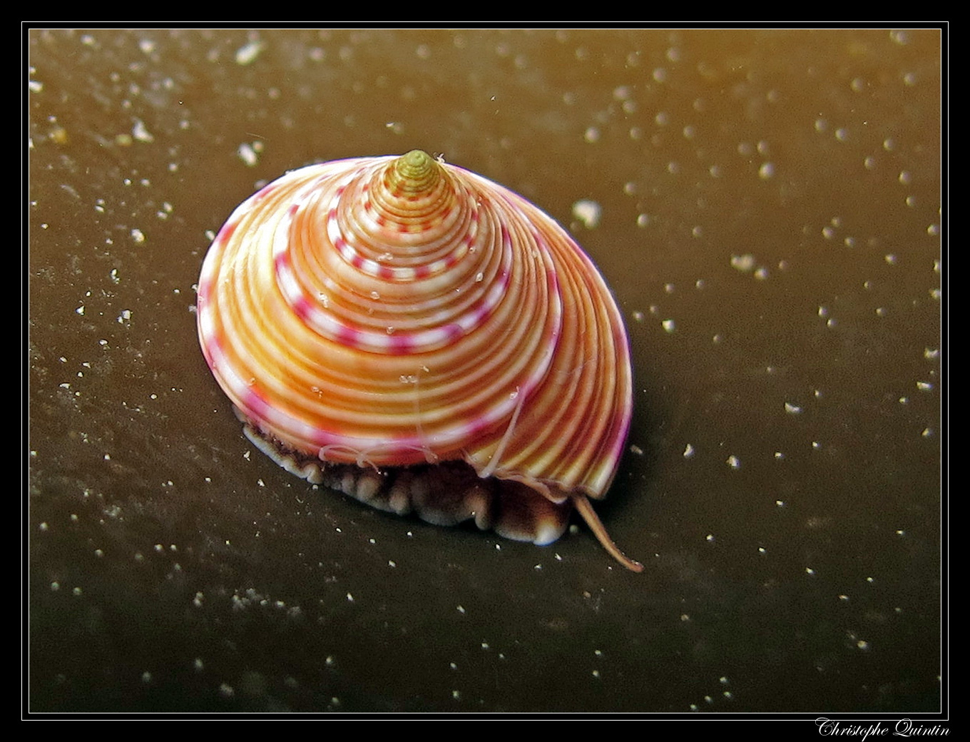 Variety of Life: Calliostomatinae